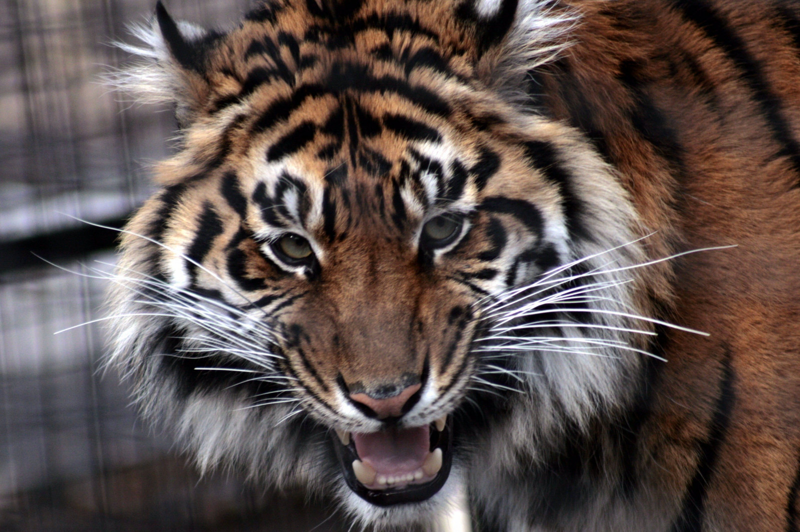 Wallpaper : tiger, face, aggression, predator, teeth, anger 3576x2377 ...