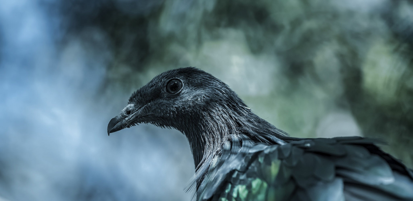 Wallpaper : birds, nature, photography, macro, blue, raven, wildlife ...