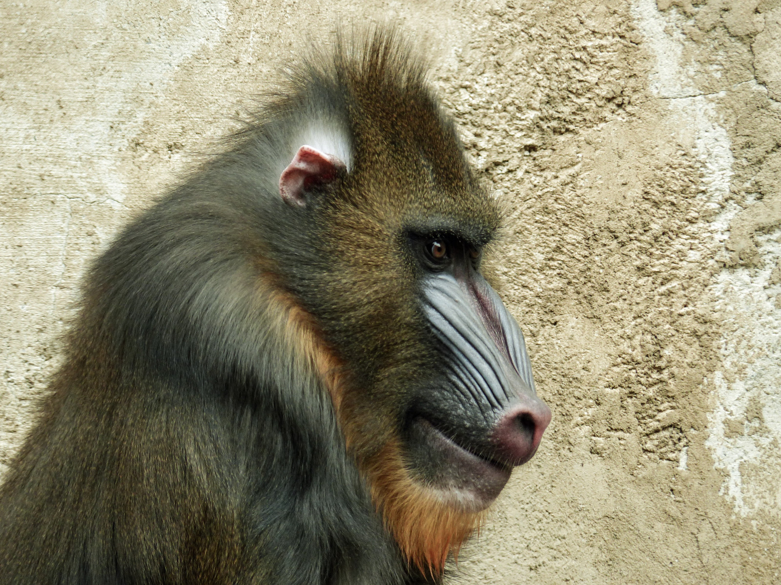 Sfondi : Calgary, Alberta, Canada, calgaryzoo, animale, prigioniero ...