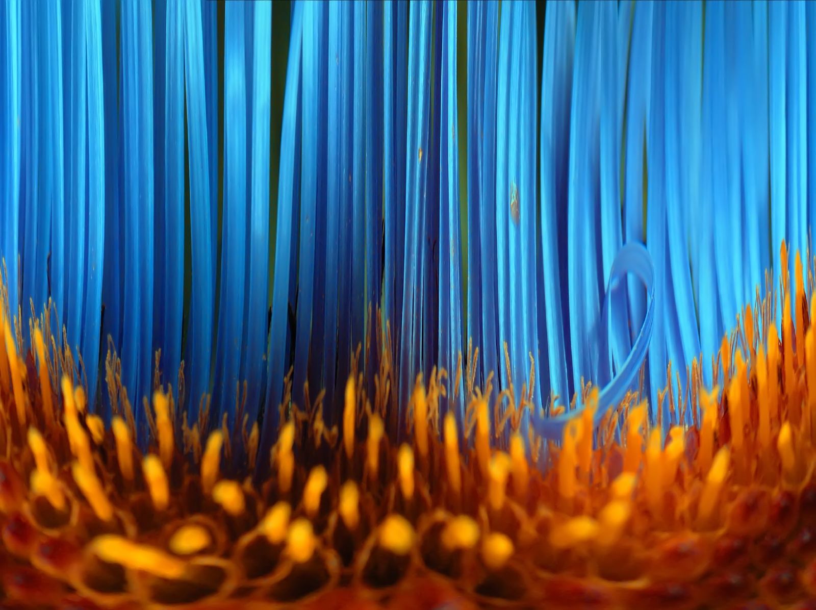 Wallpaper : flowers, blue, plants, plant, abstract, flower, macro ...