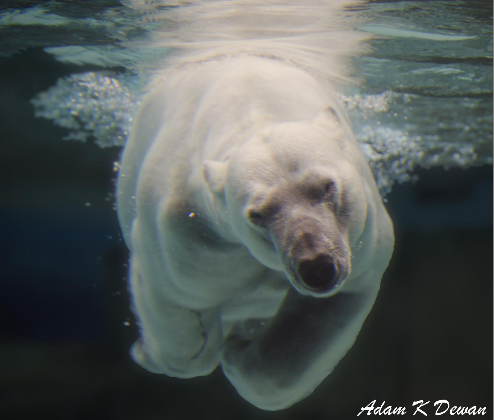 Imagini de fundal : alb, fotograf, sub apă, ursi, Grădină zoologică ...