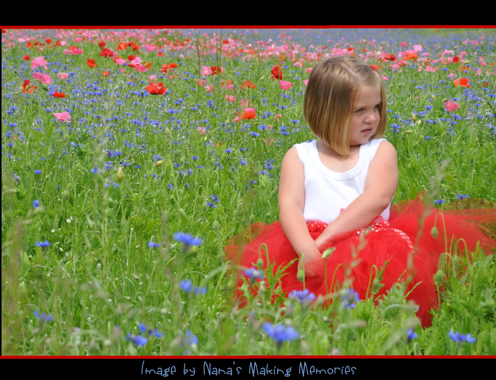 Wallpaper : bunga-bunga, biru, Nikon, cantik, manis, poppies ...