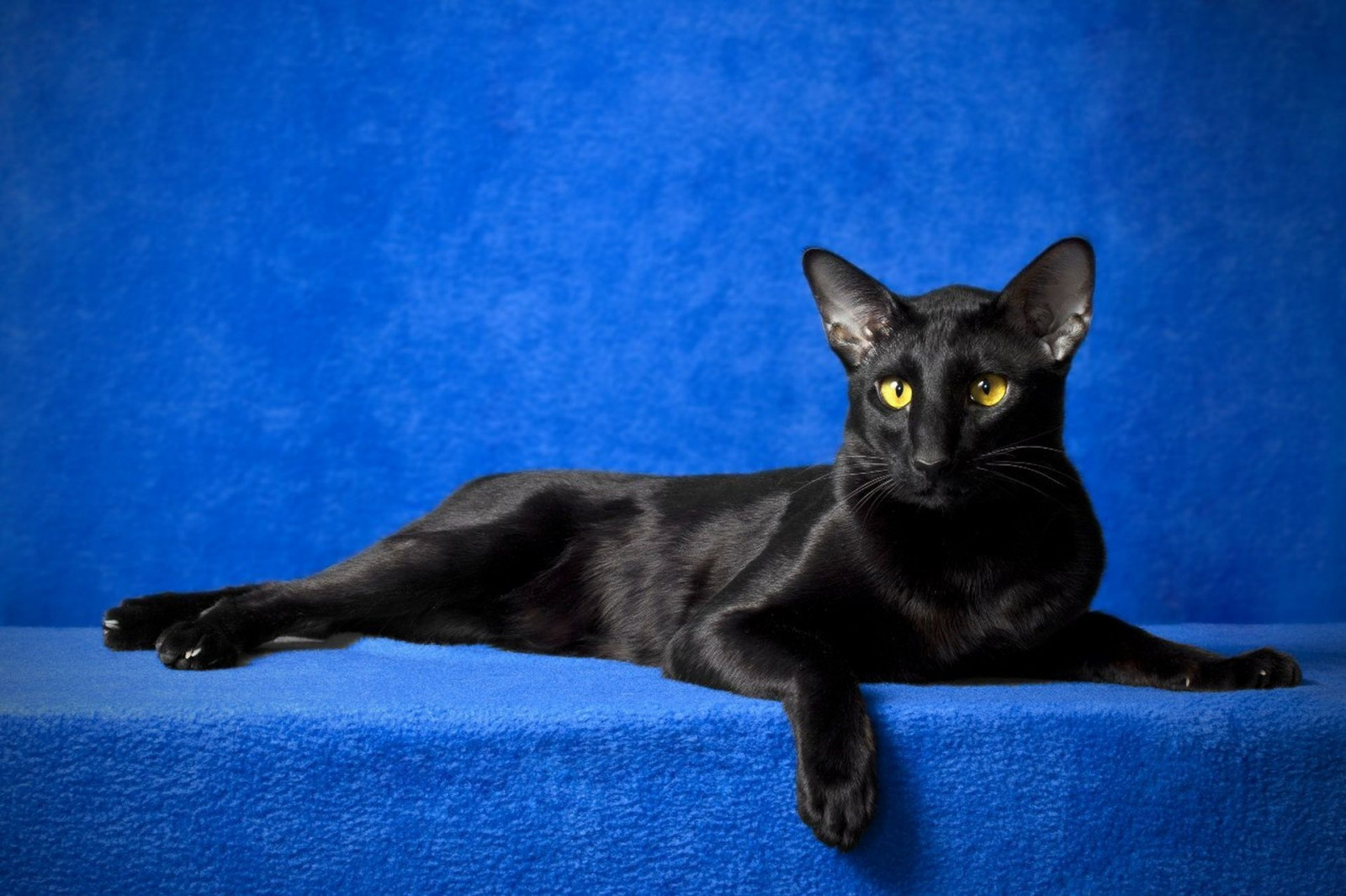 Sfondi : gatto, orientale, sfondo blu 1920x1280 - goodfon - 1027706 ...