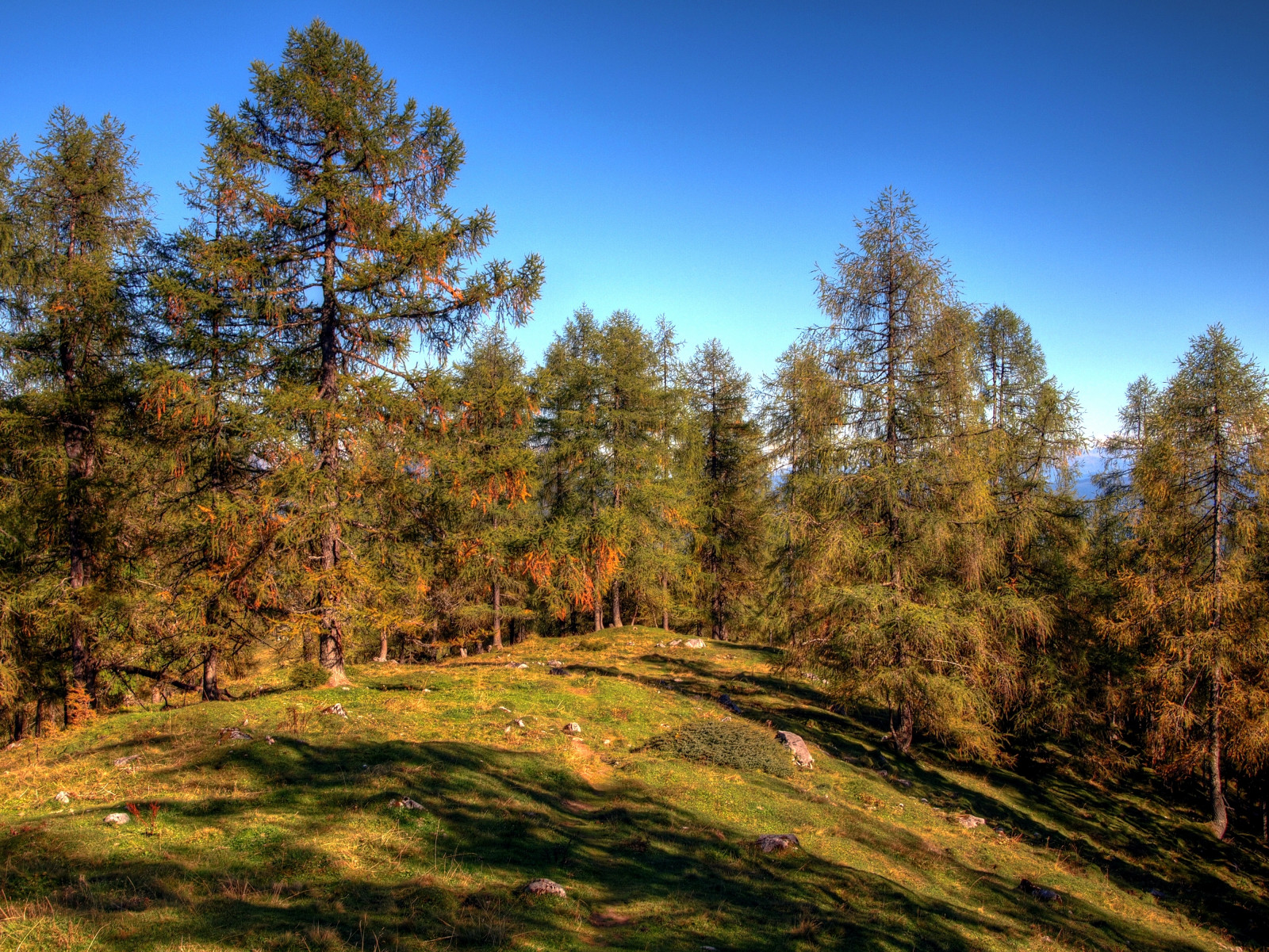 Wallpaper : forest, trees, spruce, nature 4000x3003 - - 1028623 - HD ...