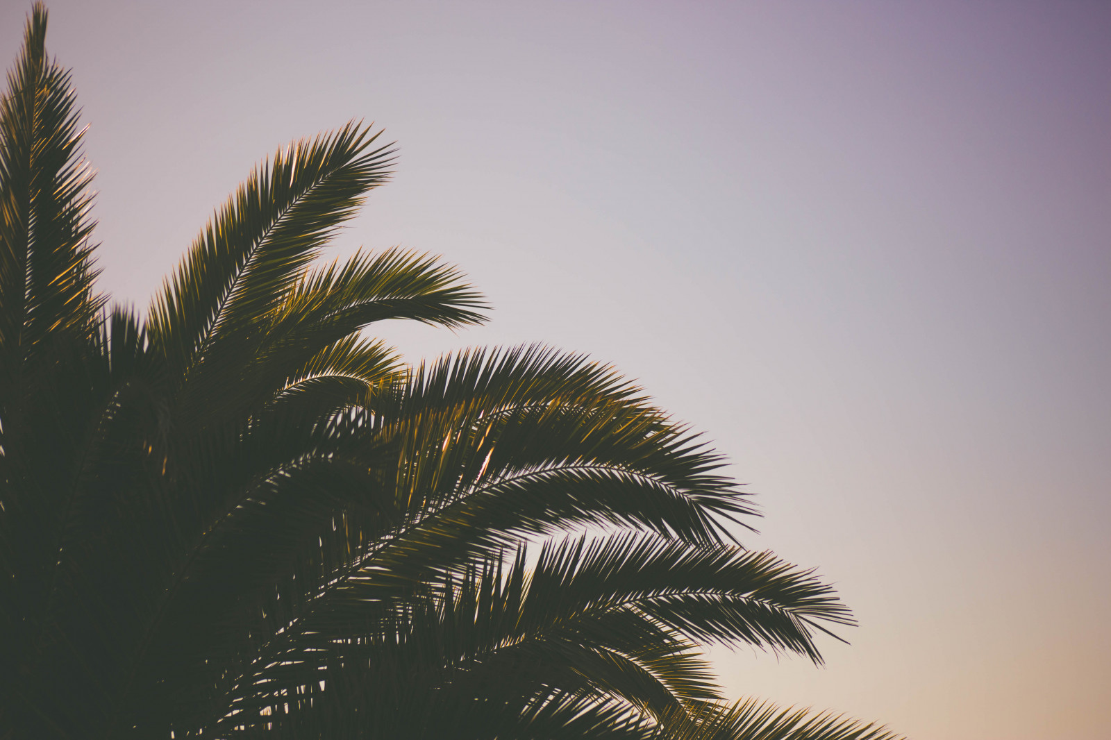 Wallpaper : palm tree, branches, sky 5472x3648 - CoolWallpapers ...