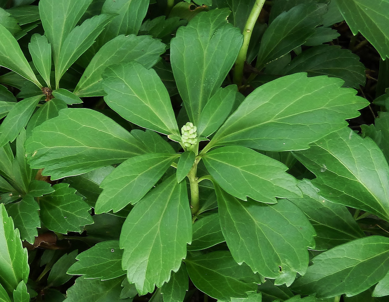 Wallpaper : tanaman, hijau, alam, Daun-daun, Flora, dedaunan, tunas ...