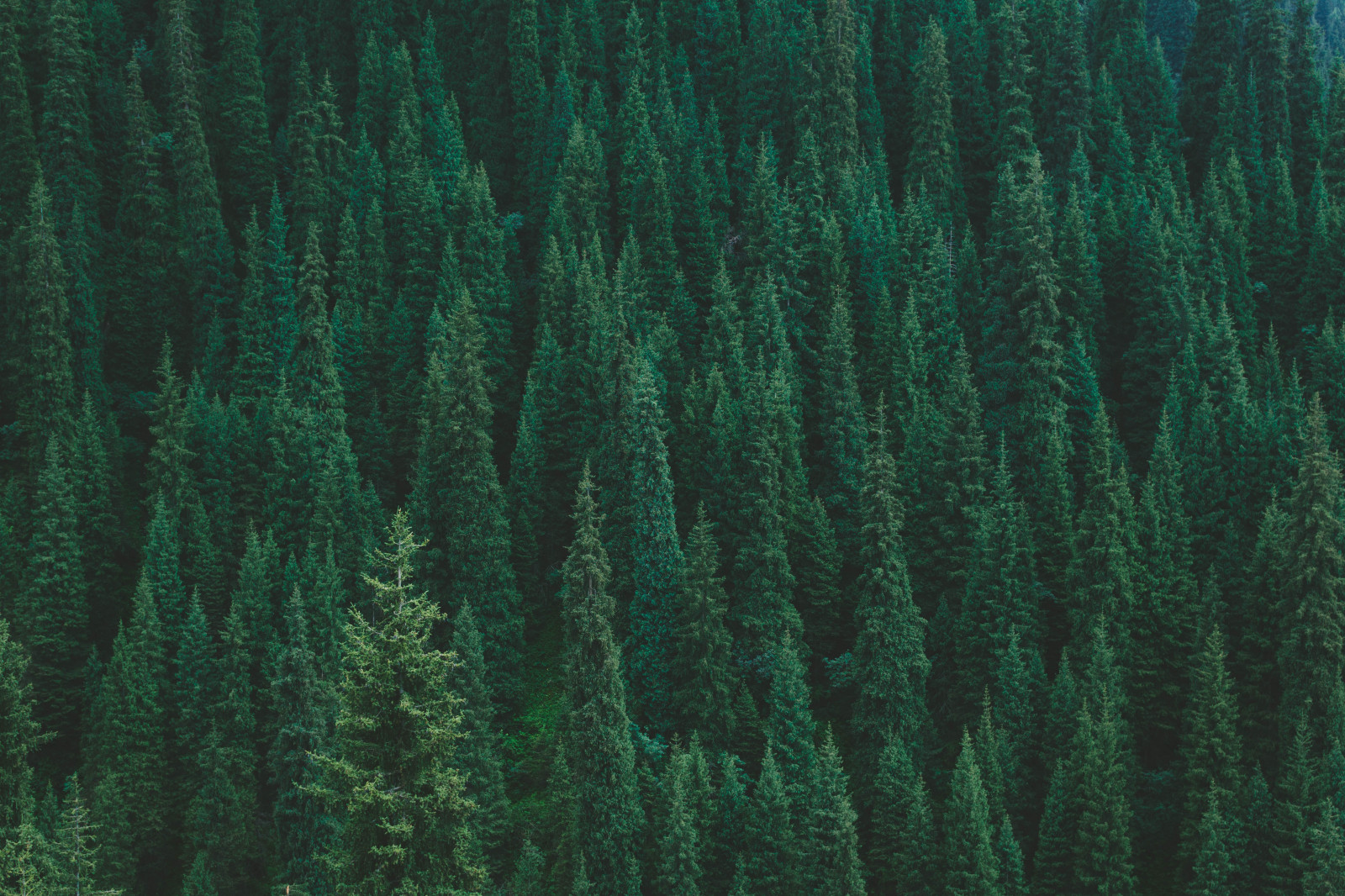 Sfondi : alberi, foresta, vista dall'alto, verde 4975x3317 - wallup ...
