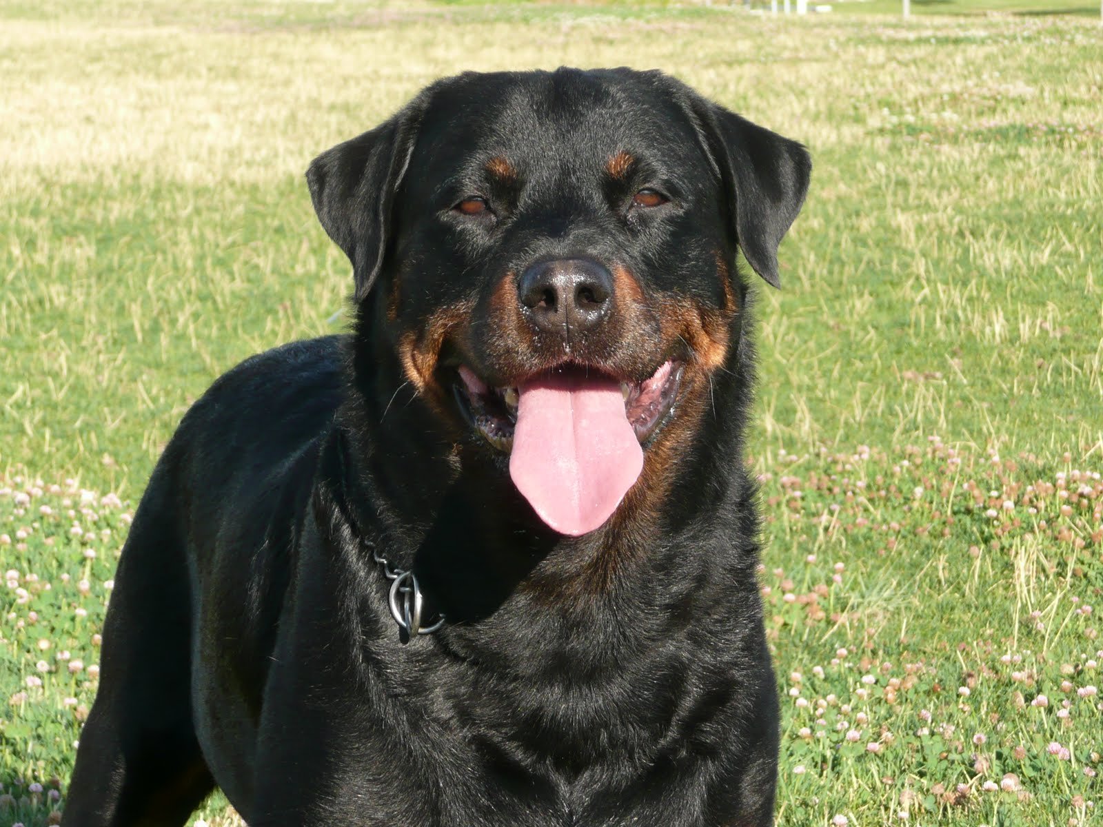 Hình nền : 1600x1200 px, chó, Rottweiler 1600x1200 - wallhaven ...