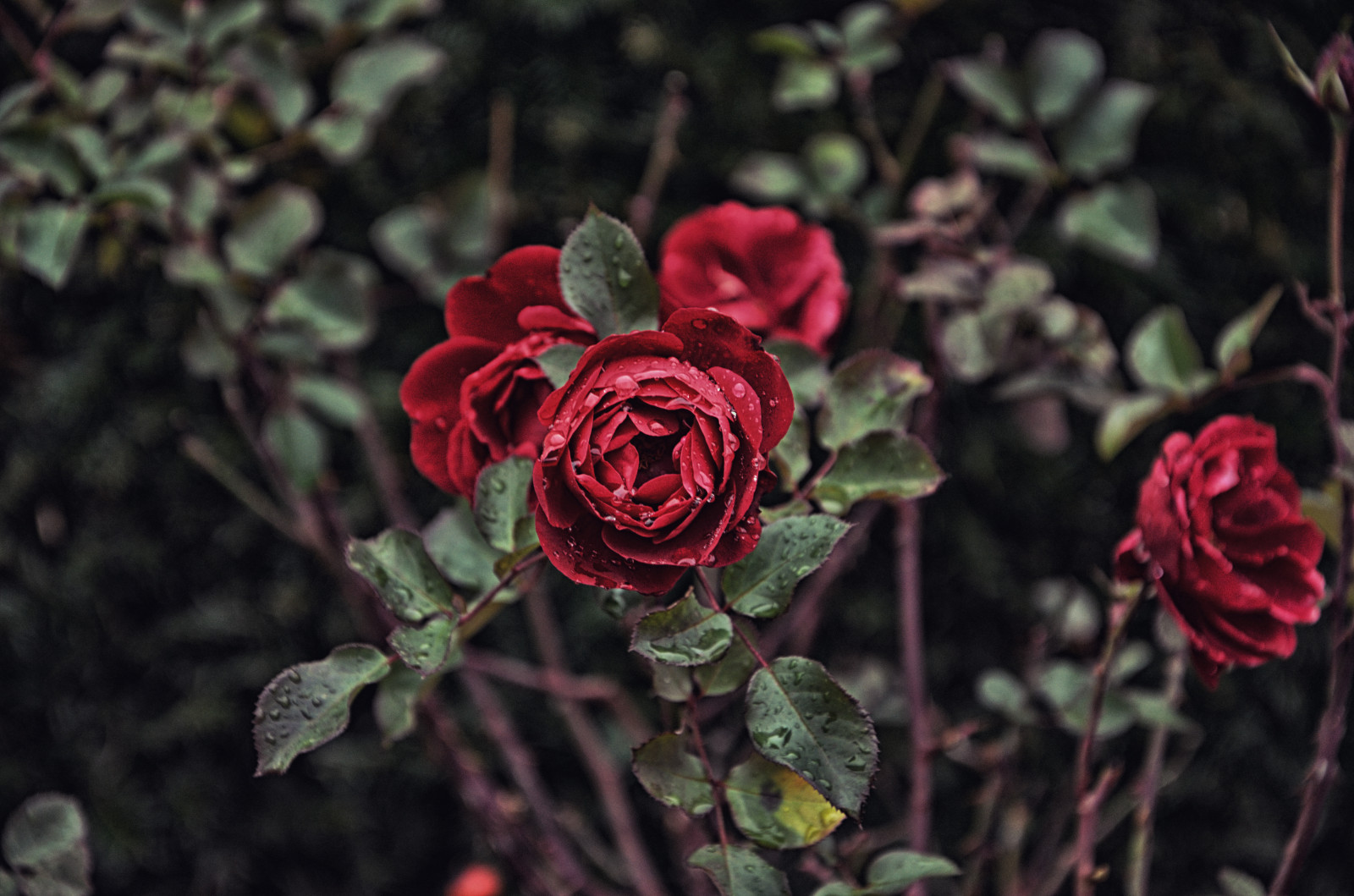 Wallpaper : roses, branch, flowers 4928x3264 - wallup - 1188290 - HD ...