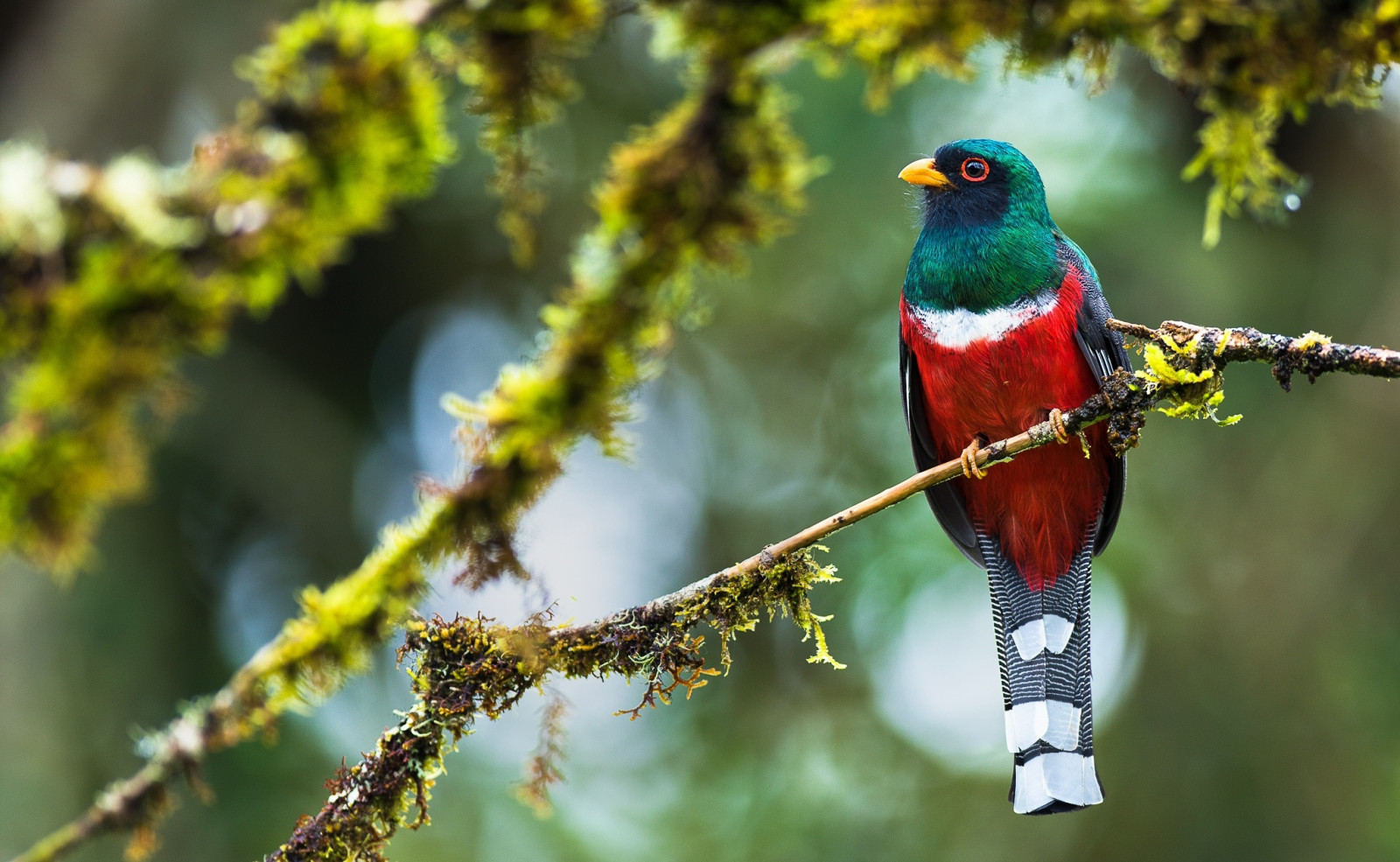 Wallpaper : twigs, nature, animals, birds 2048x1261 - WallpaperManiac ...