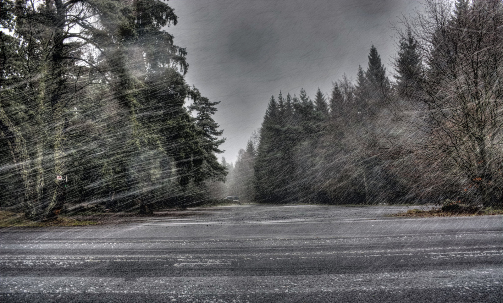 Wallpaper : rain, nature, windy, trees 2048x1235 - WallpaperManiac ...