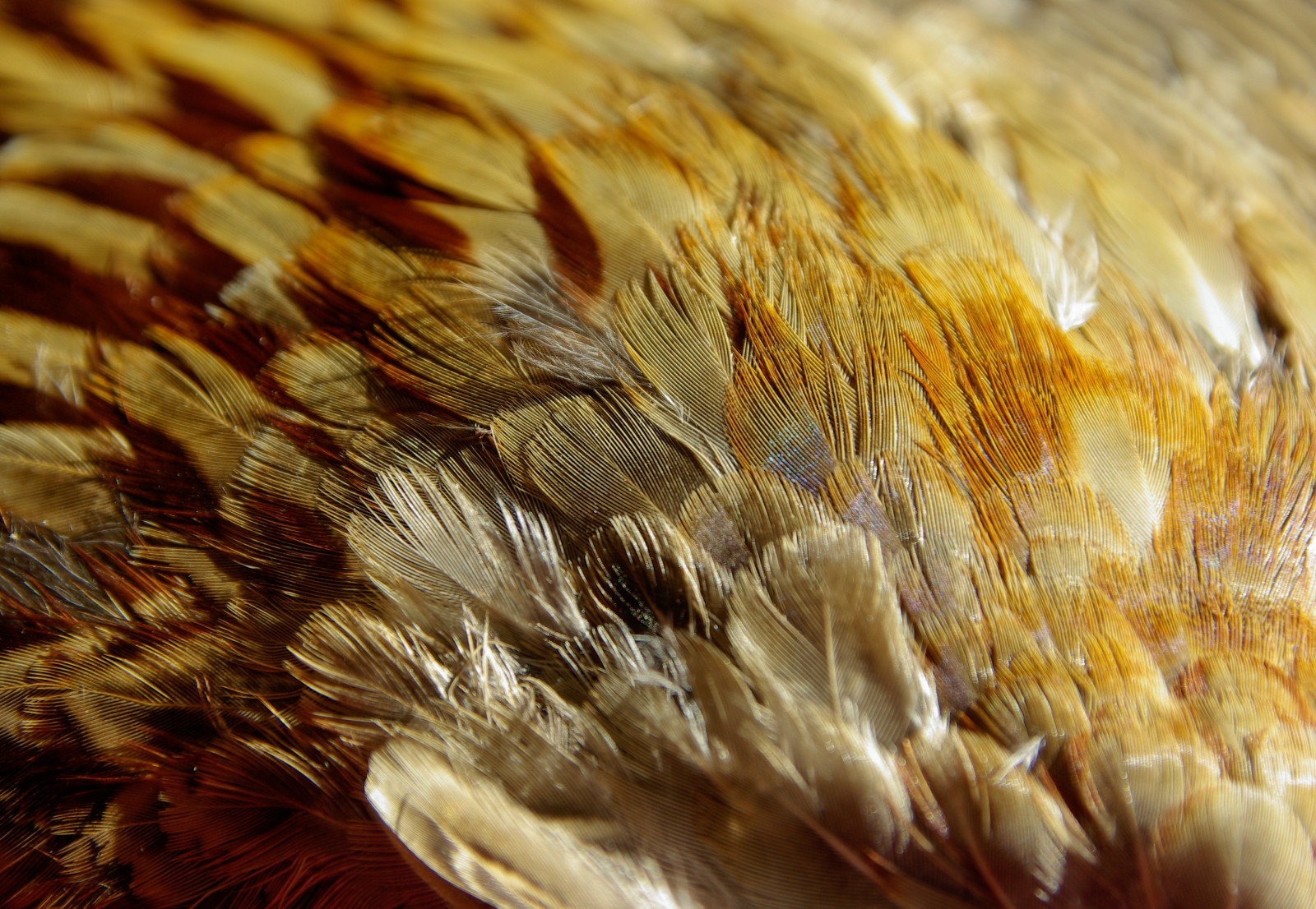 Fond d'écran : plumes, texture, fermer 3749x2592 - wallpaperUp - 989512 ...