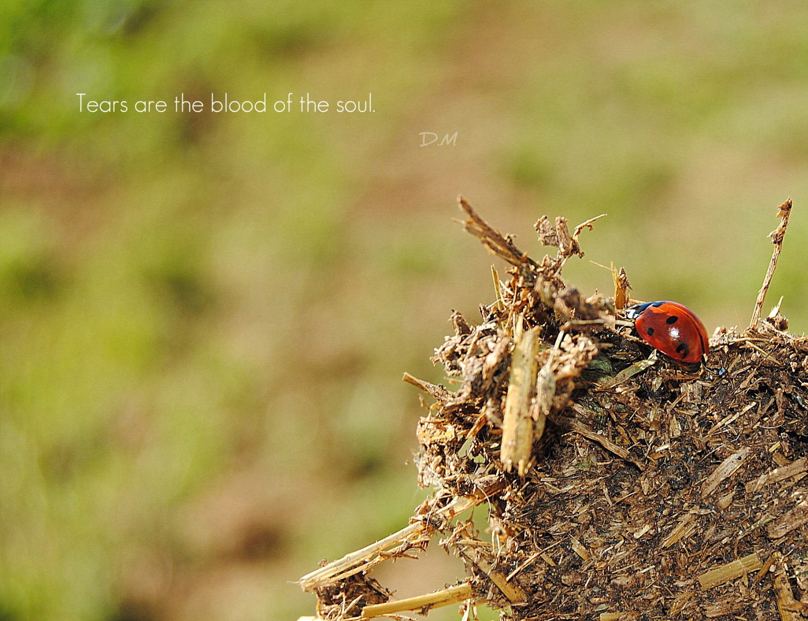 Wallpaper : nature, grass, insect, wildlife, blood, tears, Nikon, life ...