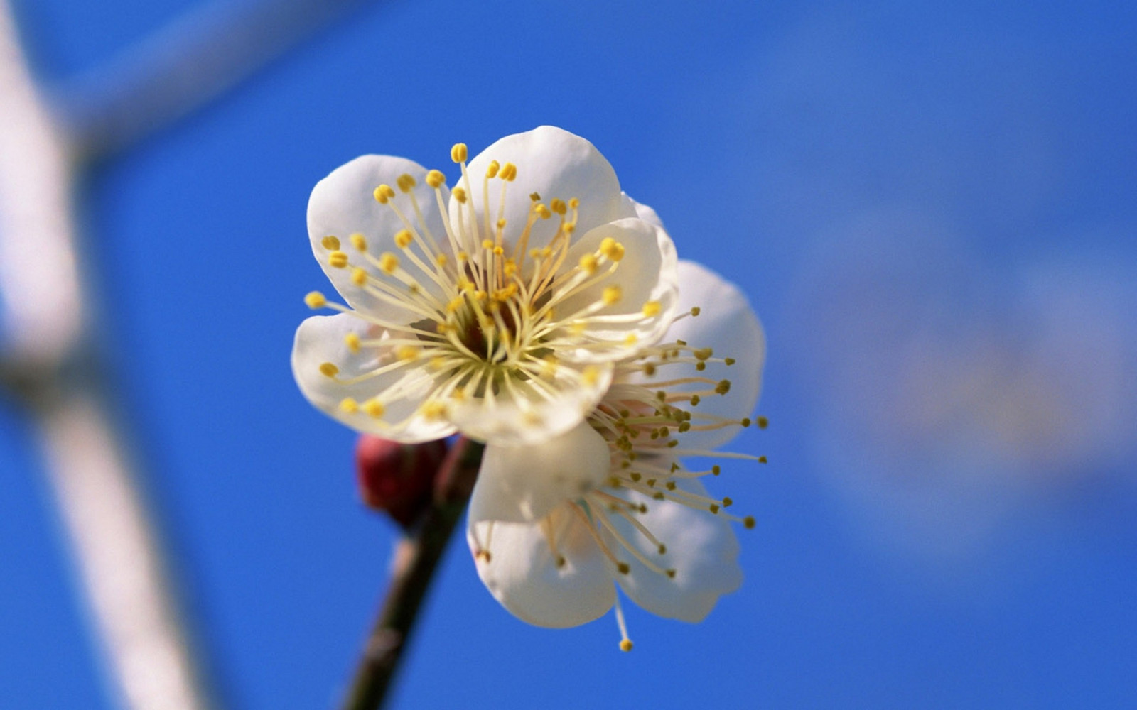 Wallpaper : flowers, bloom, background, plant, spring 1920x1200 ...
