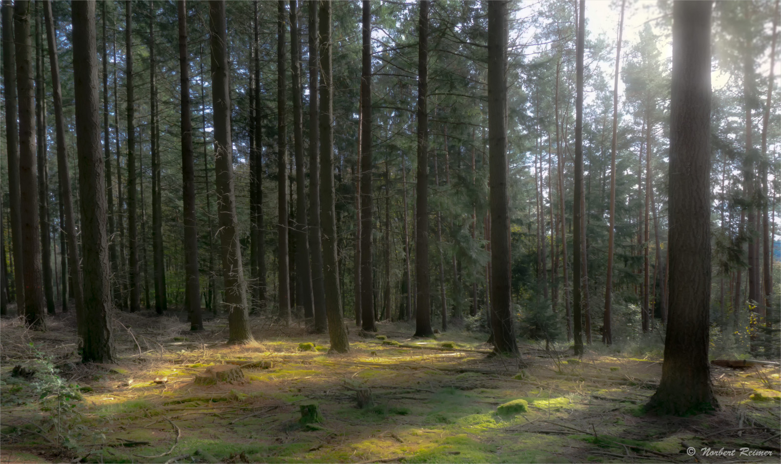 Sfondi : spruce fir forest, ecosistema, tropical and subtropical ...