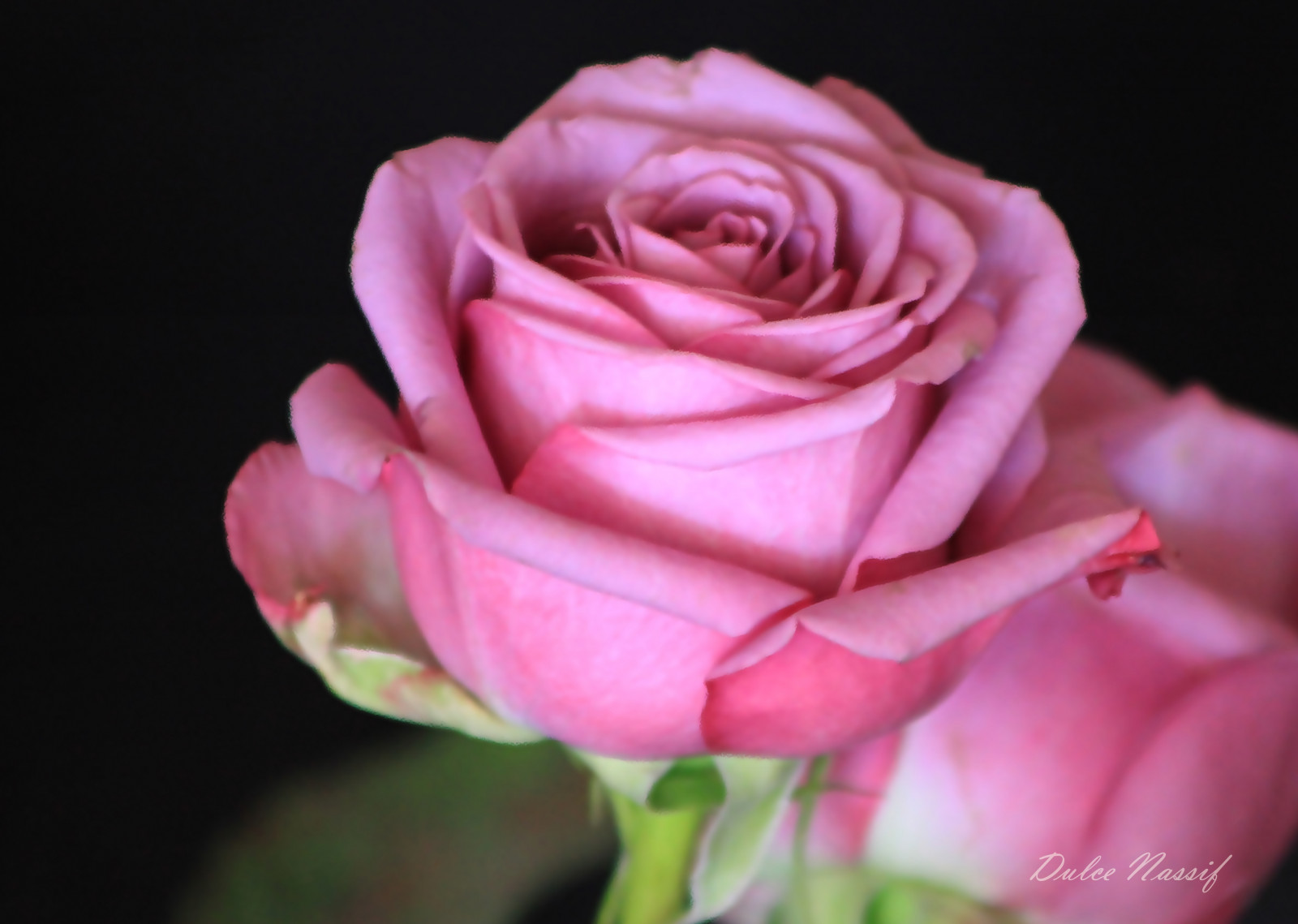 Wallpaper : flowers, roses, flores, 1001nights, rosas ...