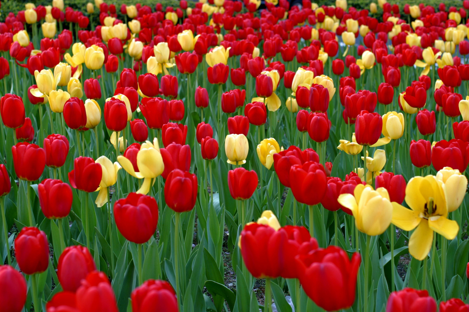 Sfondi : tulipani, giallo, rosso, verde, letto di fiori, primavera ...