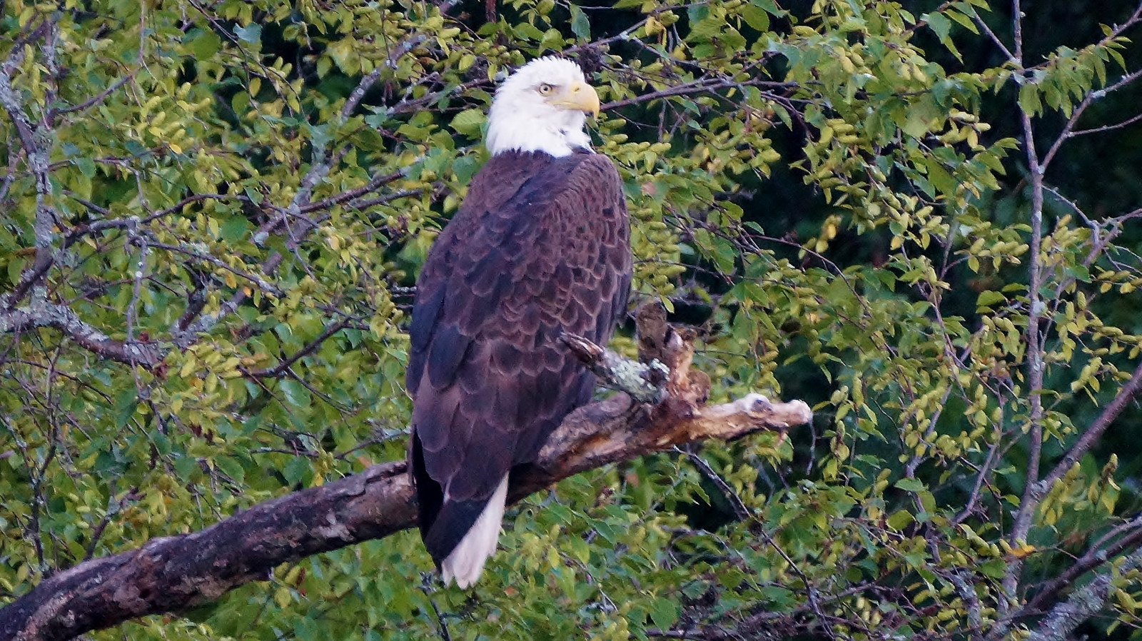 Wallpaper : branch, wildlife, bird of prey, bald eagle, Wisconsin, beak ...