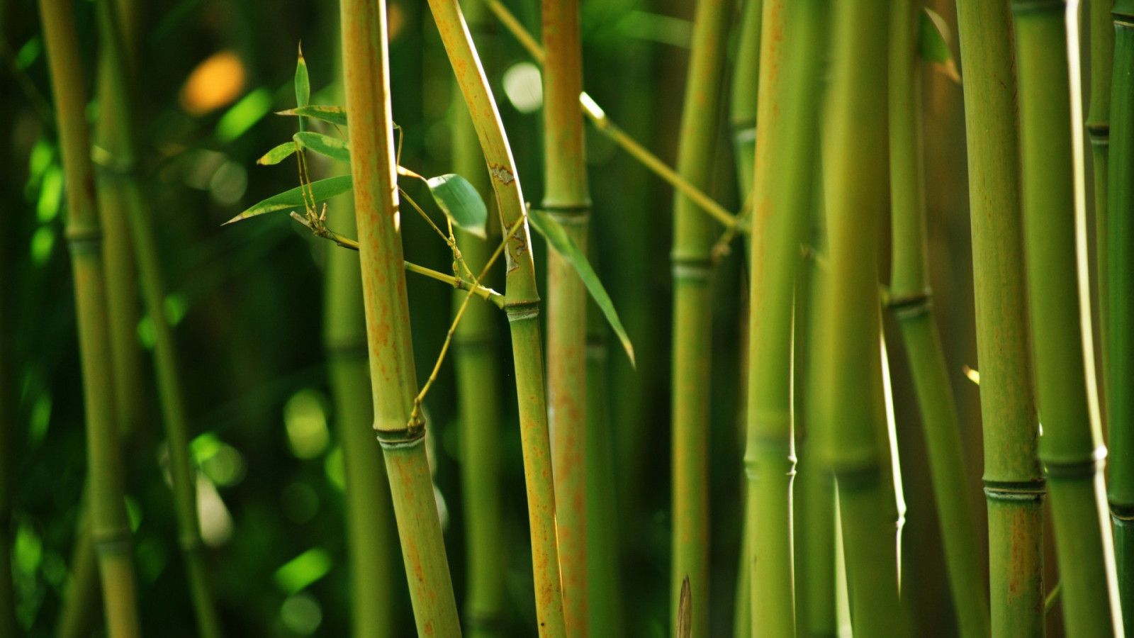 Sfondi : luce del sole, natura, ramo, verde, bambù, foglia, pianta ...