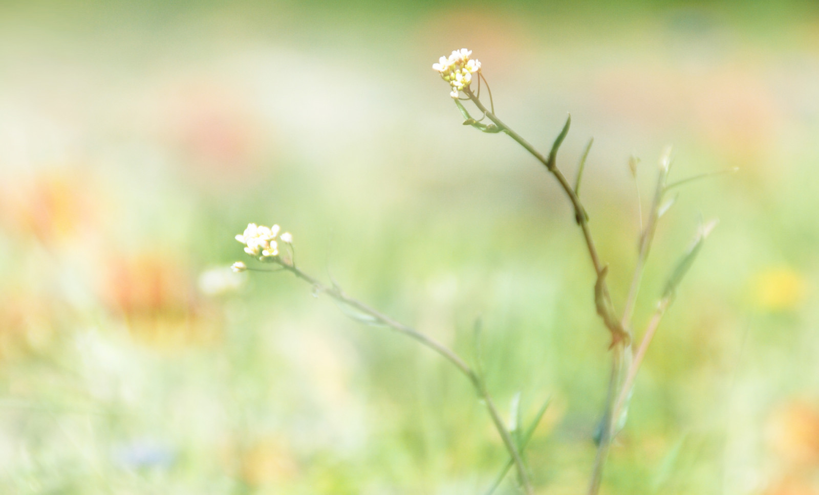 Bakgrundsbilder : vår, blomma, makro, natur, se, bokeh 1900x1150 ...