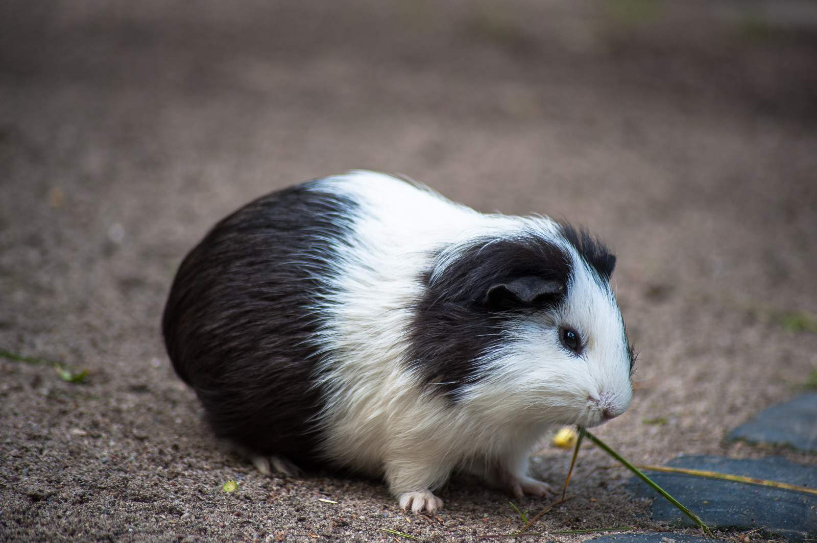 Wallpaper : guinea pig, rodent, spotted 4256x2832 - 4kWallpaper ...