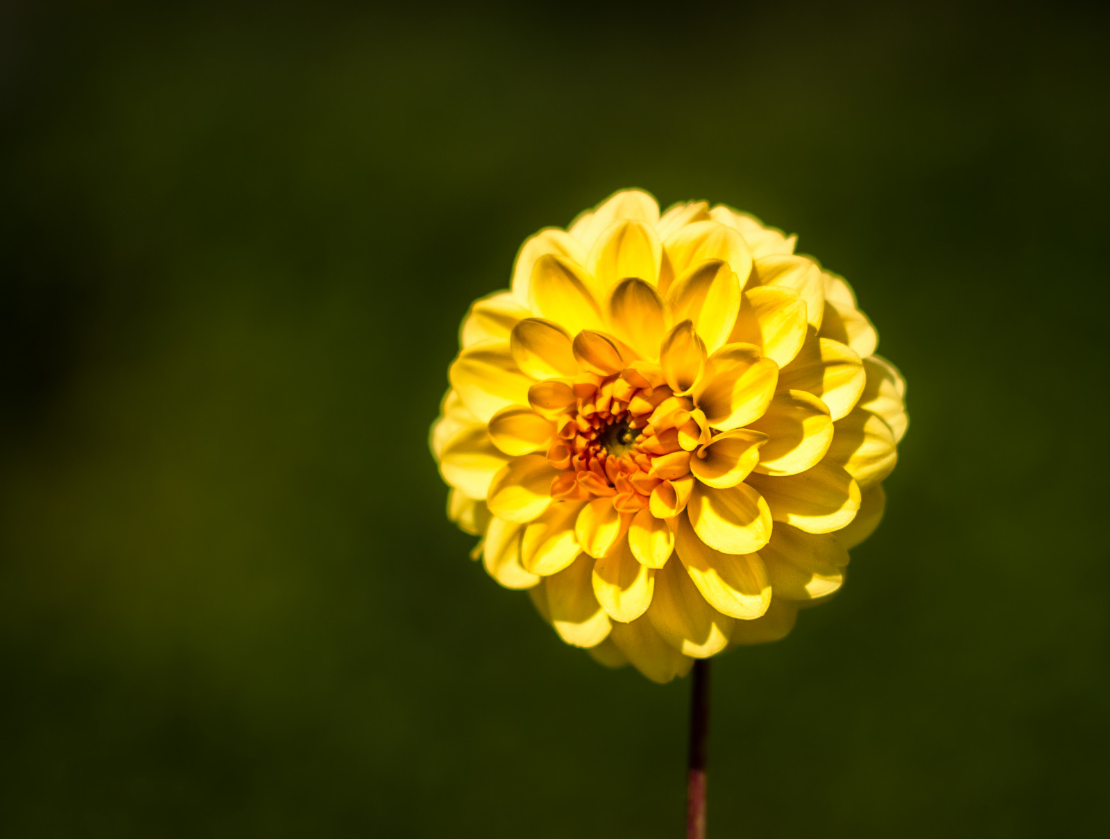 Wallpaper : kuning, Flora, merapatkan, fotografi makro, daun bunga ...