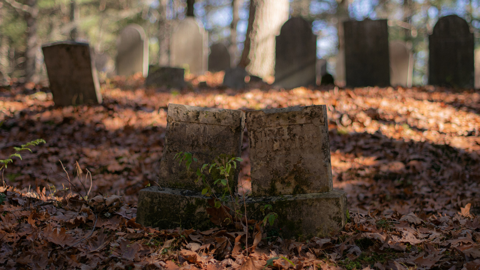 Wallpaper : brown, atmosphere, natural environment, wood, cemetery ...