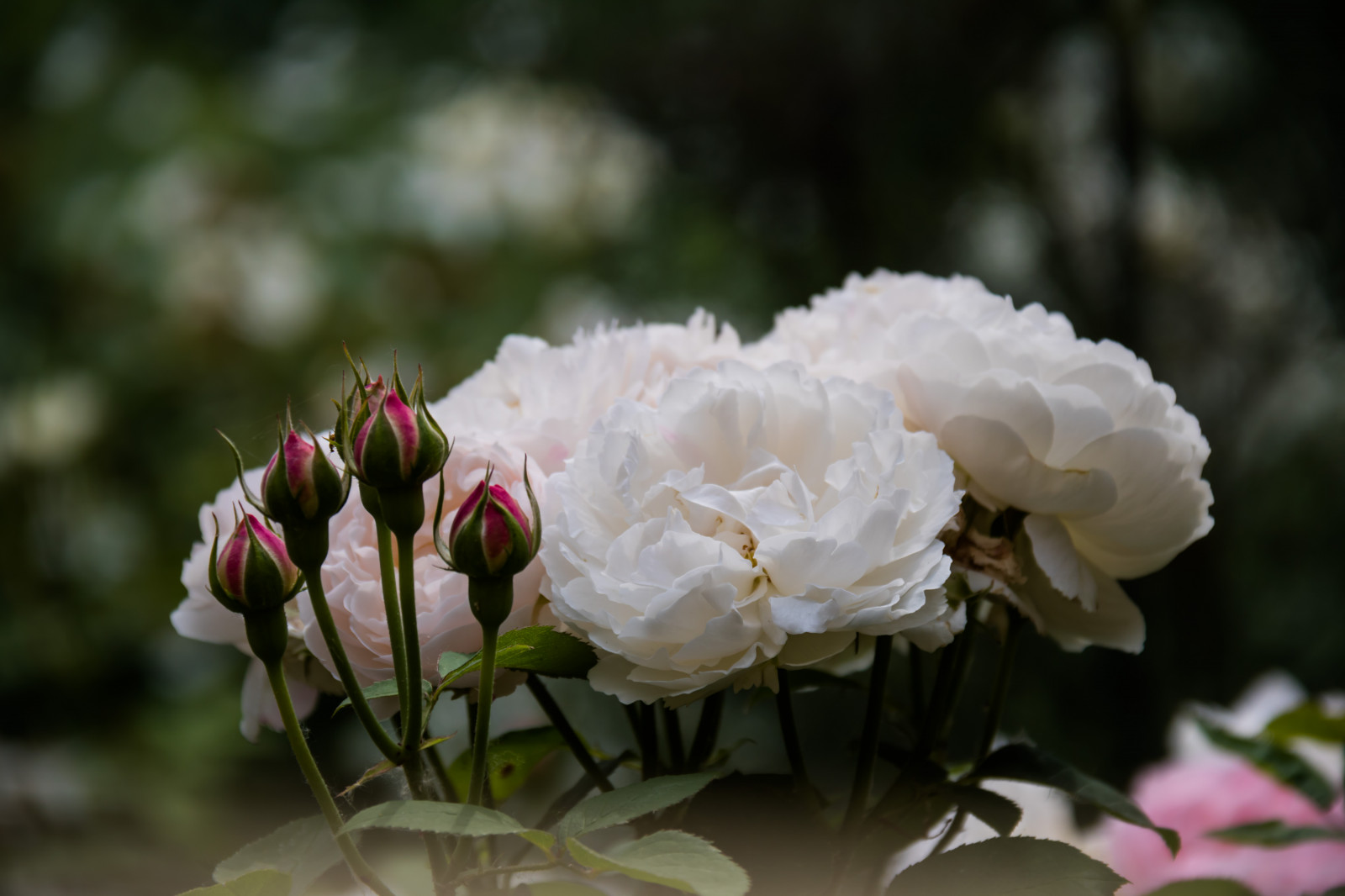 Wallpaper : garden, Germany, rose, blossom, Ros, Berlin, flower, flora ...