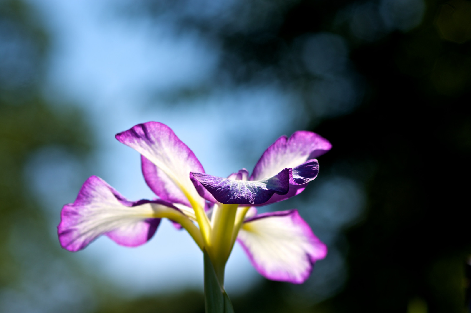 Wallpaper : matahari terbenam, taman, alam, kota, musim panas, mekar ...