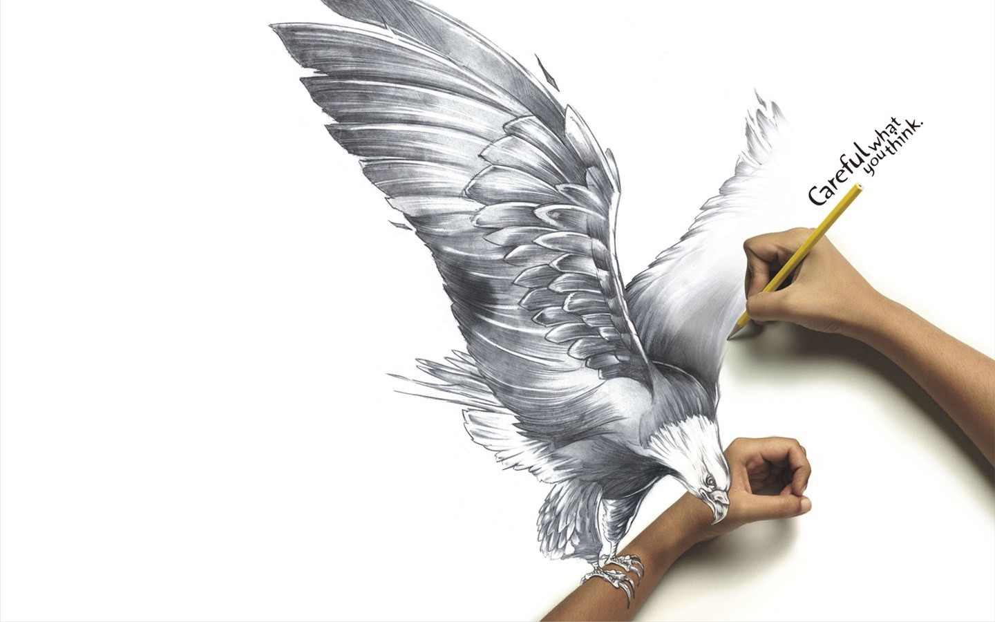 Ingyenes háttérképek : rajz, alkotás, ragadozó madár, sas, Sólyom ...