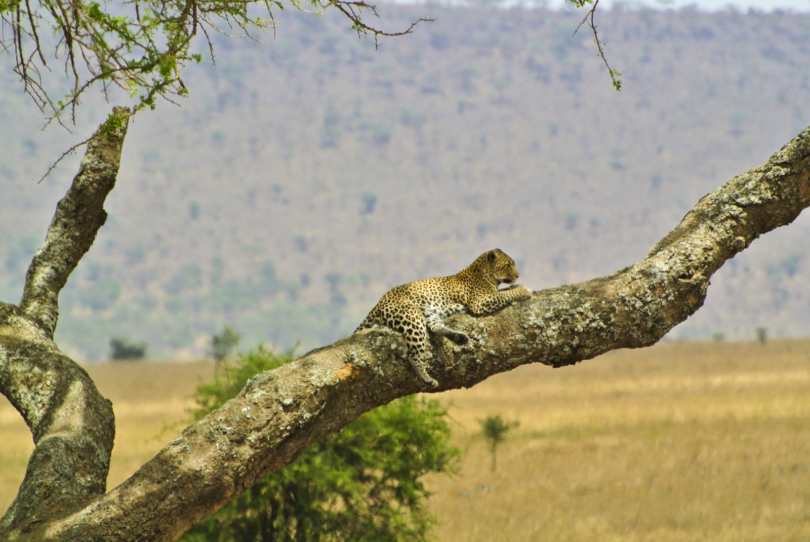 Obrázky na plochu : Afrika, naturaleza, príroda, Tanzánia, Leopardo ...
