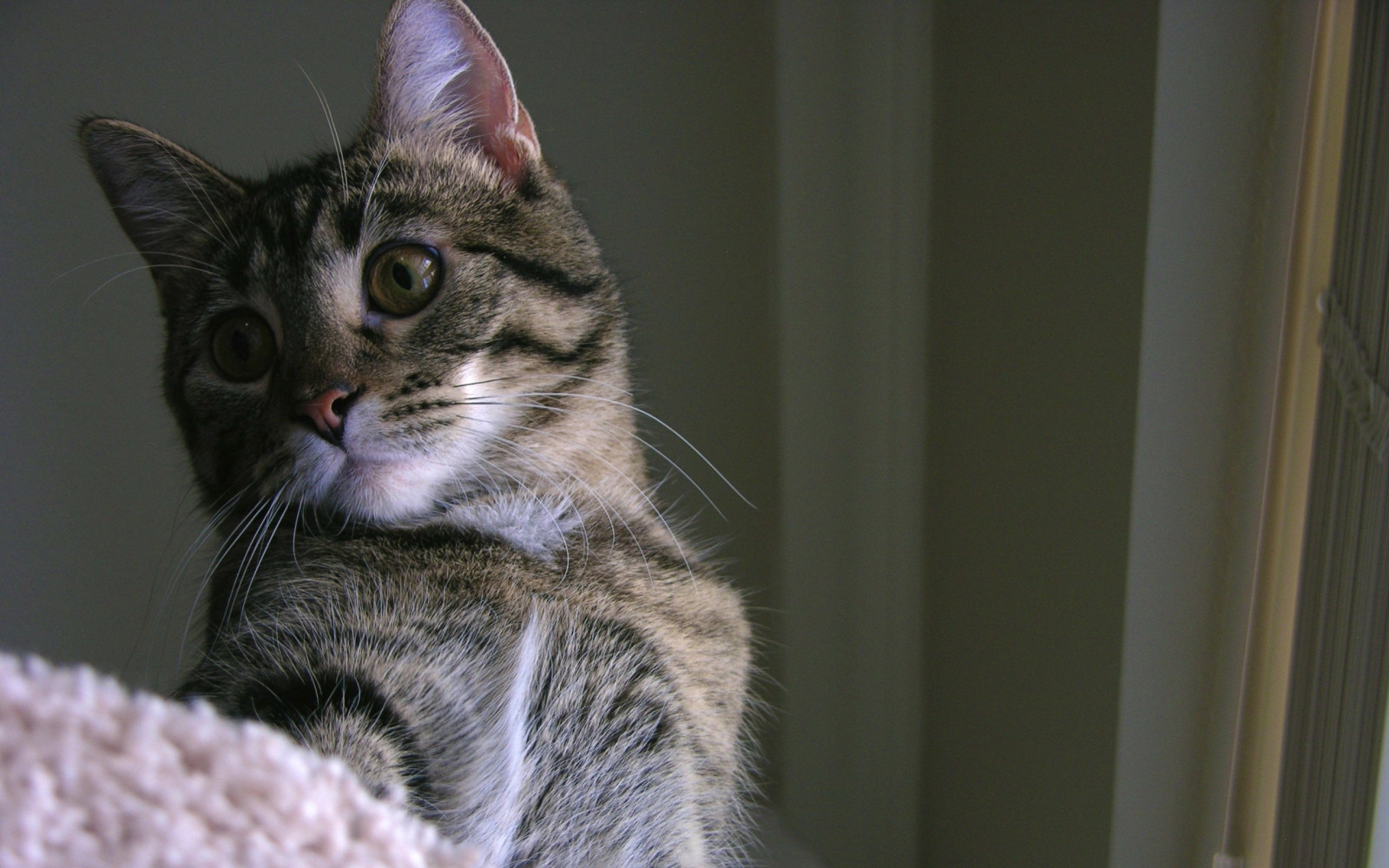 Wallpaper Eyes Striped Whiskers Kitten Fauna Vertebrate Cat