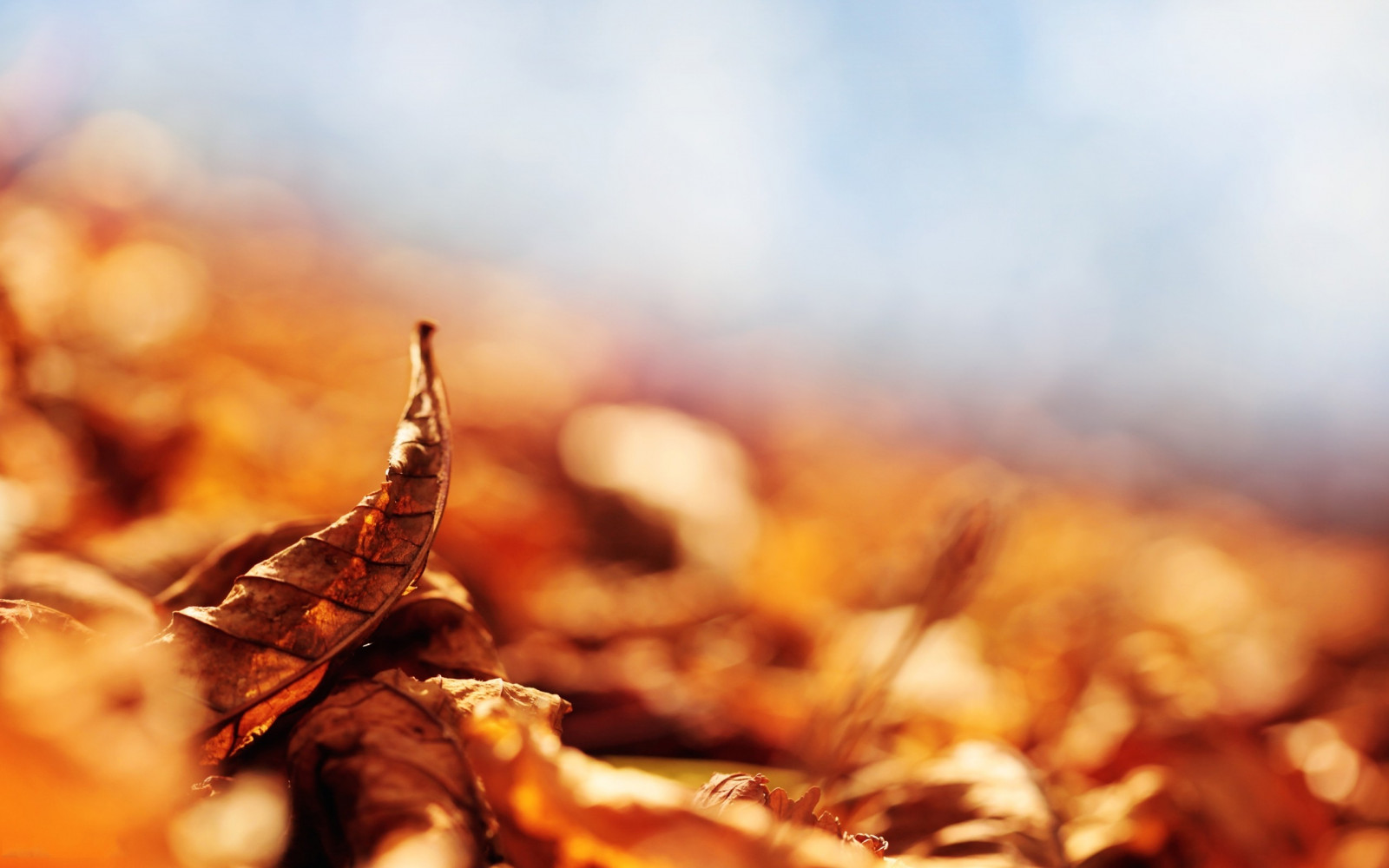 Wallpaper : 2560x1600 px, depth of field, fall, leaves, macro, nature ...
