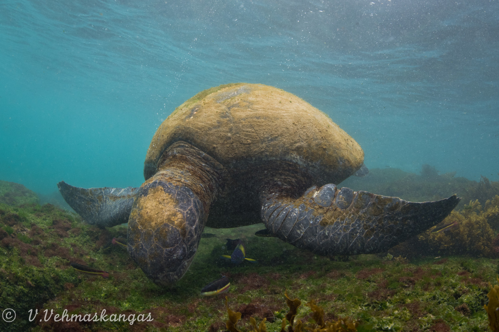 Imagini de fundal : iarbă, verde, animale sălbatice, sub apă, broasca ...