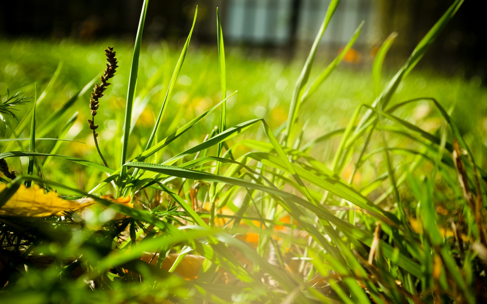 Wallpaper : grass, plant, light, summer 1680x1050 - goodfon - 1026720 ...