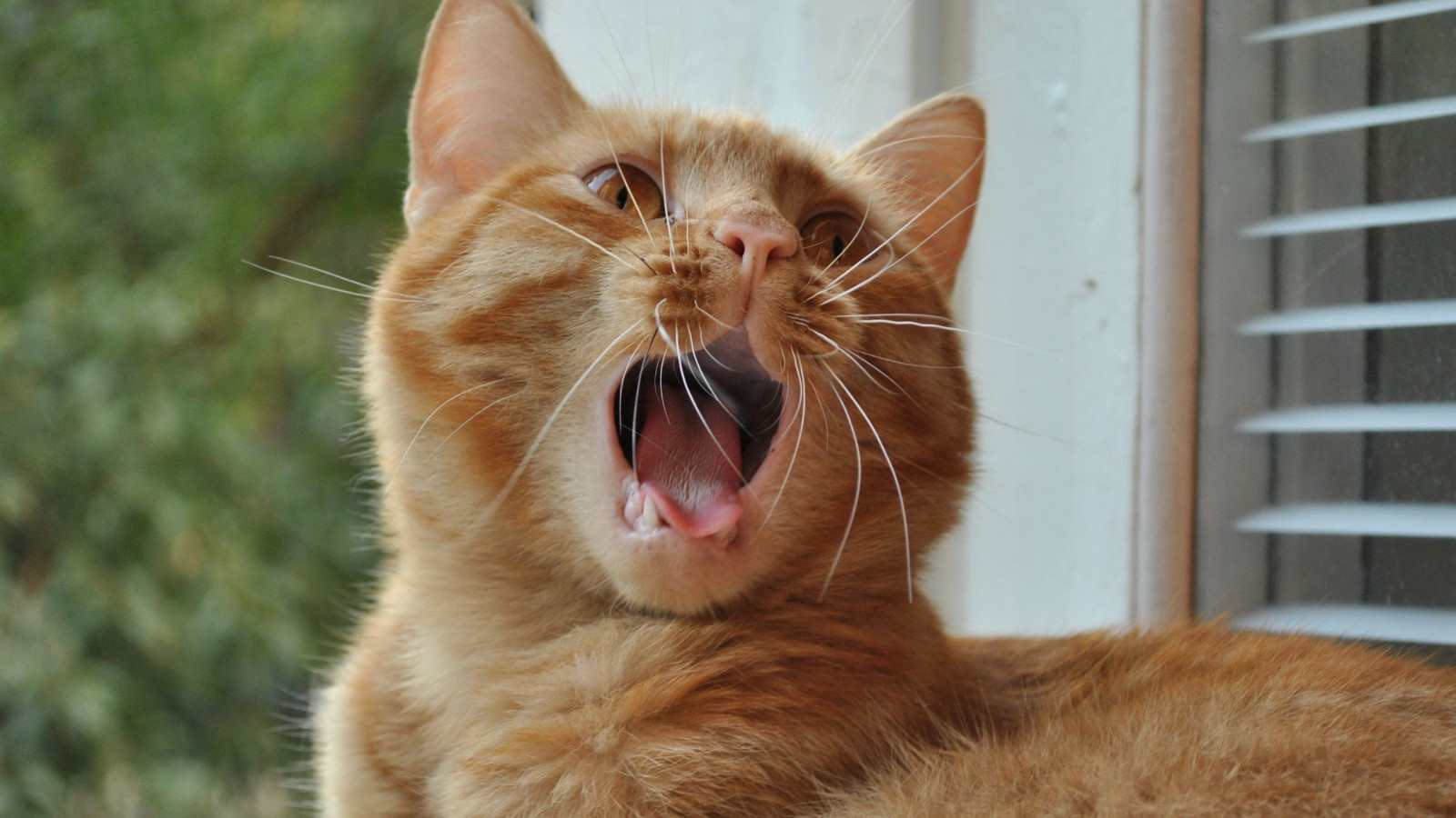 Tapety : 2560x1440 px, kot, imbir, jest, wąsy, yawns 2560x1440 ...