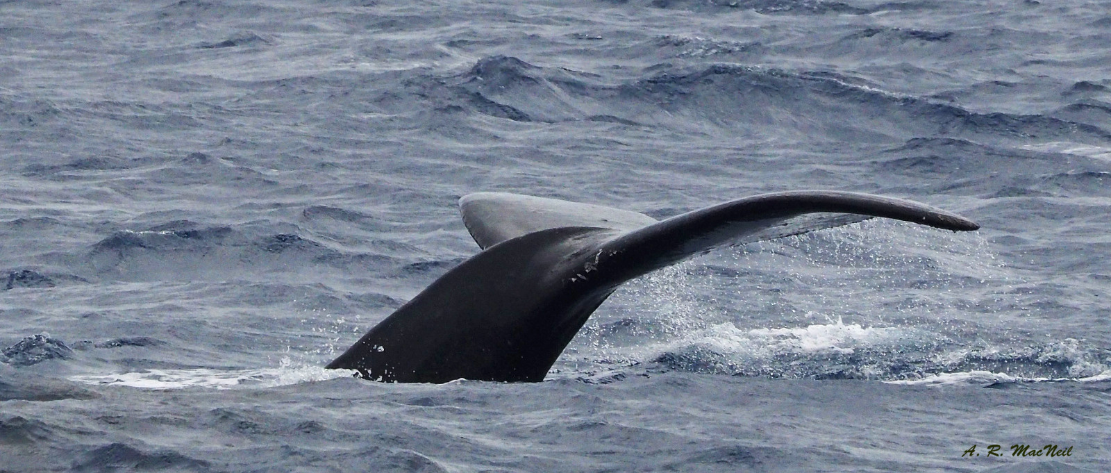 Baggrunde : humpbackdiving2, pukkelhval, Pukkelhval, hval, dykning ...