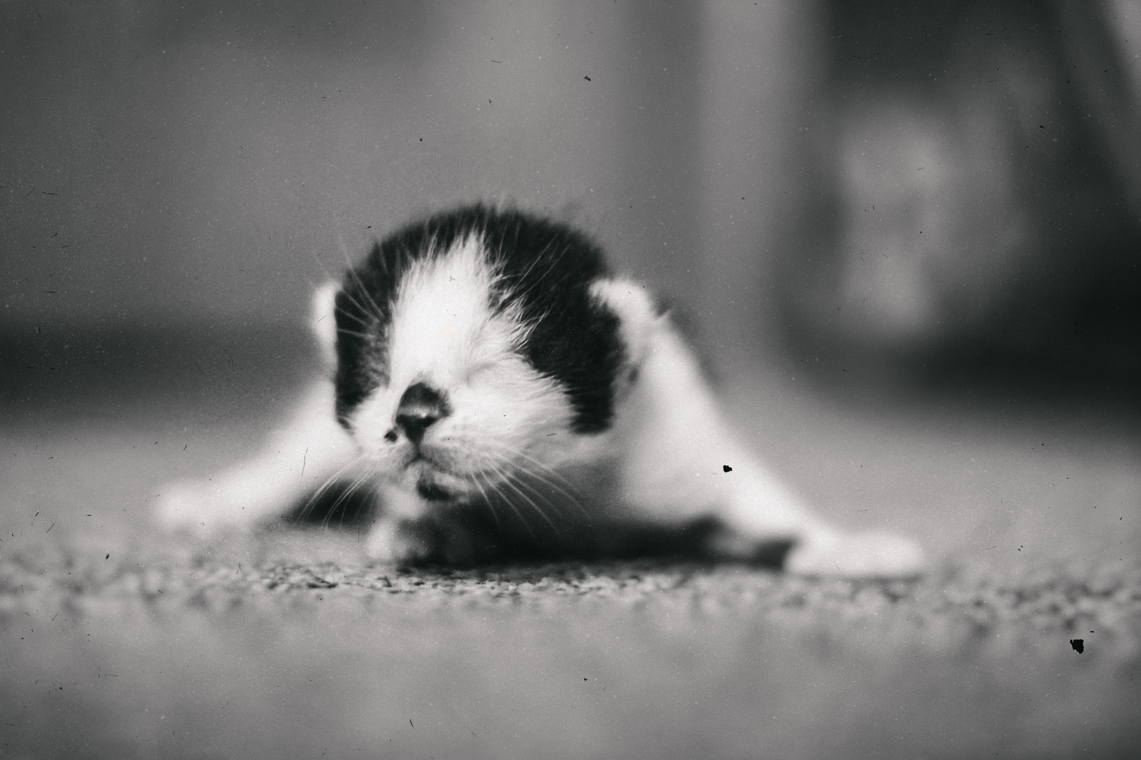 Wallpaper : pet, animals, cat, Canon, kitten, little, 50, MK1, 600d ...