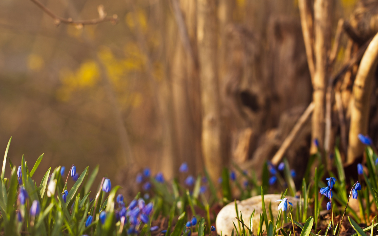 Wallpaper : bunga-bunga, rumput, Daun-daun, batu 2560x1600 ...