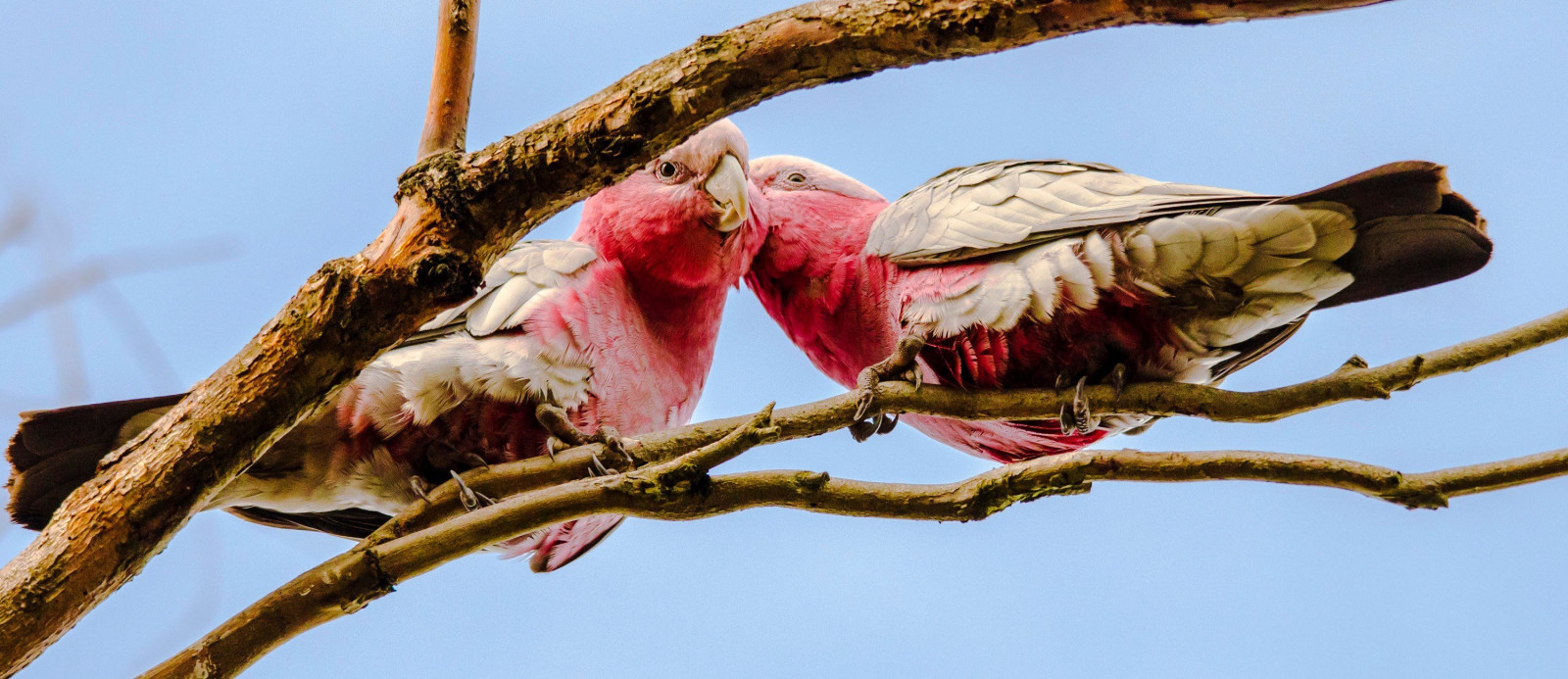 Imagini de fundal : 1, 3000x1300 px, pasăre, cacadu, papagal, tropical ...