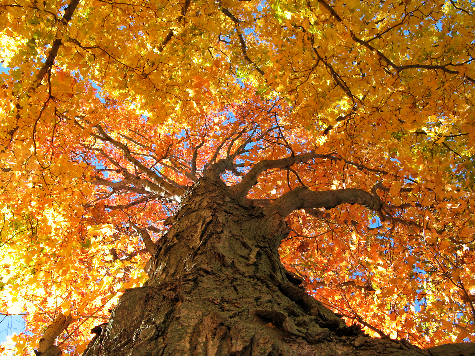 Wallpaper : tree, fall, foliage 2592x1944 - - 1073040 - HD Wallpapers ...