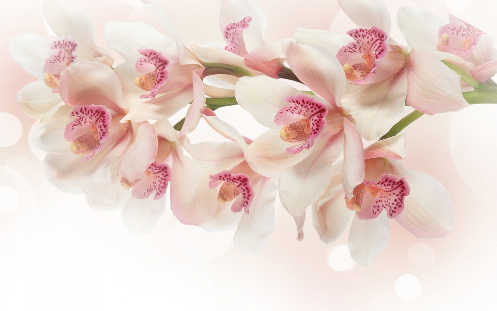 Wallpaper : 2560x1600 px, bunga-bunga, anggrek, berwarna merah muda ...