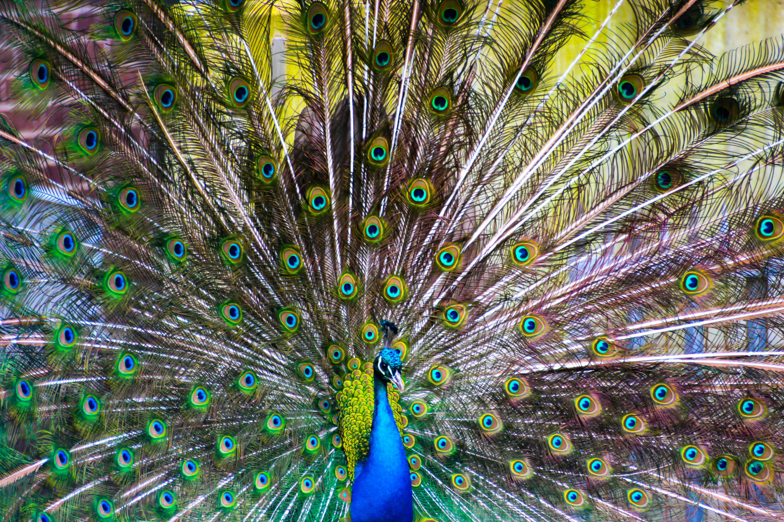 Baggrunde : påfugl, fjer, fugl, f gel, fj drar, materiale, p f gel ...