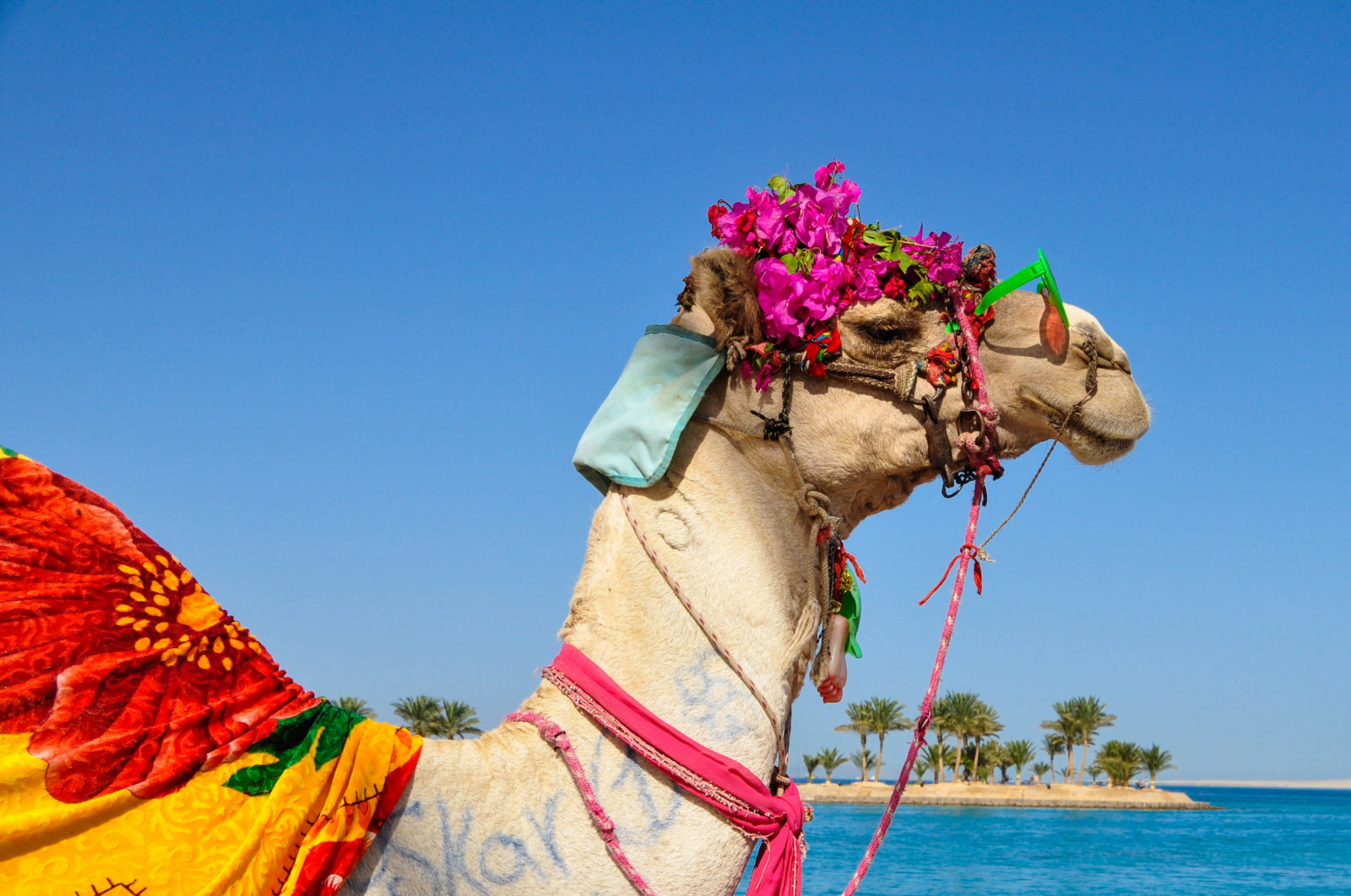 Wallpaper : sea, summer, portrait, seascape, beach, animal, island ...