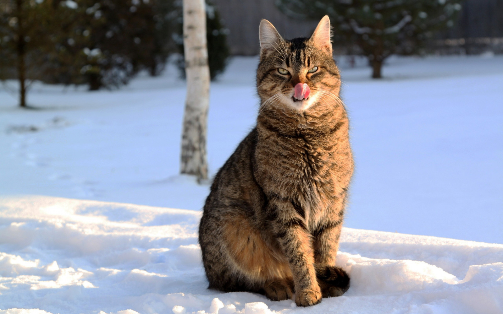 Wallpaper : kucing, menghadapi, bergaris, lidah, menjilat, salju, musim ...