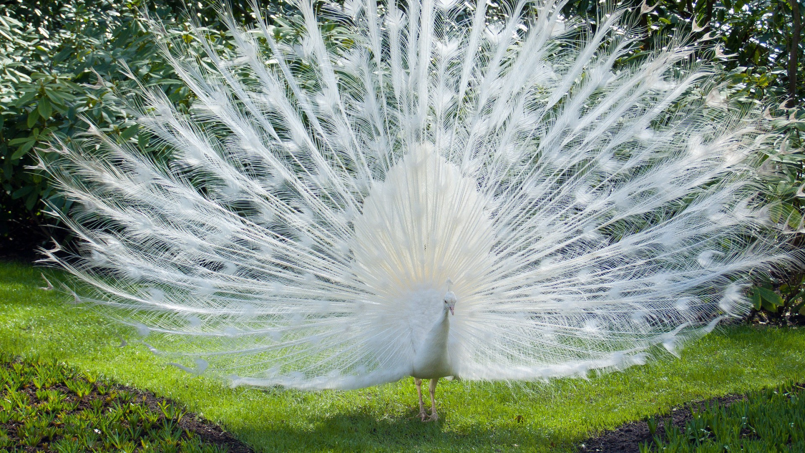 Sfondi : uccelli, animali, giardino, natura, pavoni, verde, albero ...