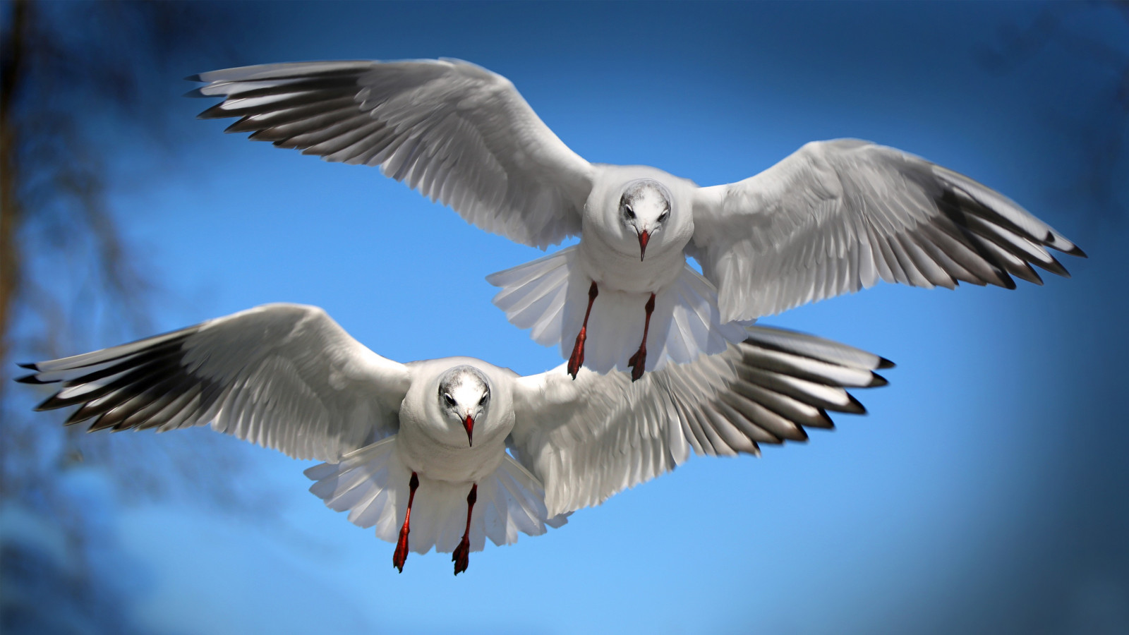 Wallpaper : burung-burung, camar, paruh, burung laut, Penerbangan ...