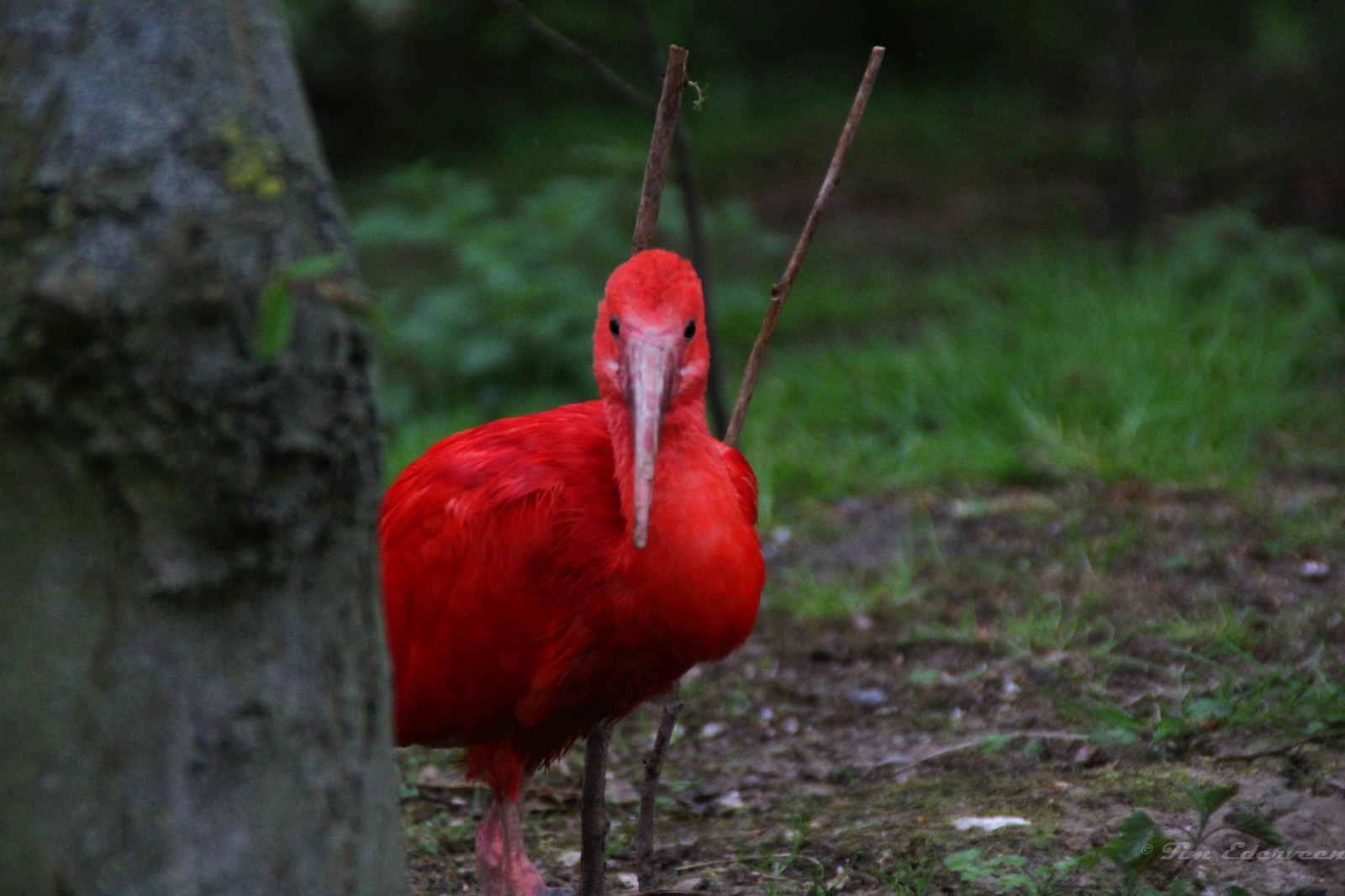 Fond d'écran : des oiseaux, animaux, rouge, faune, Pays-Bas, Bokeh ...