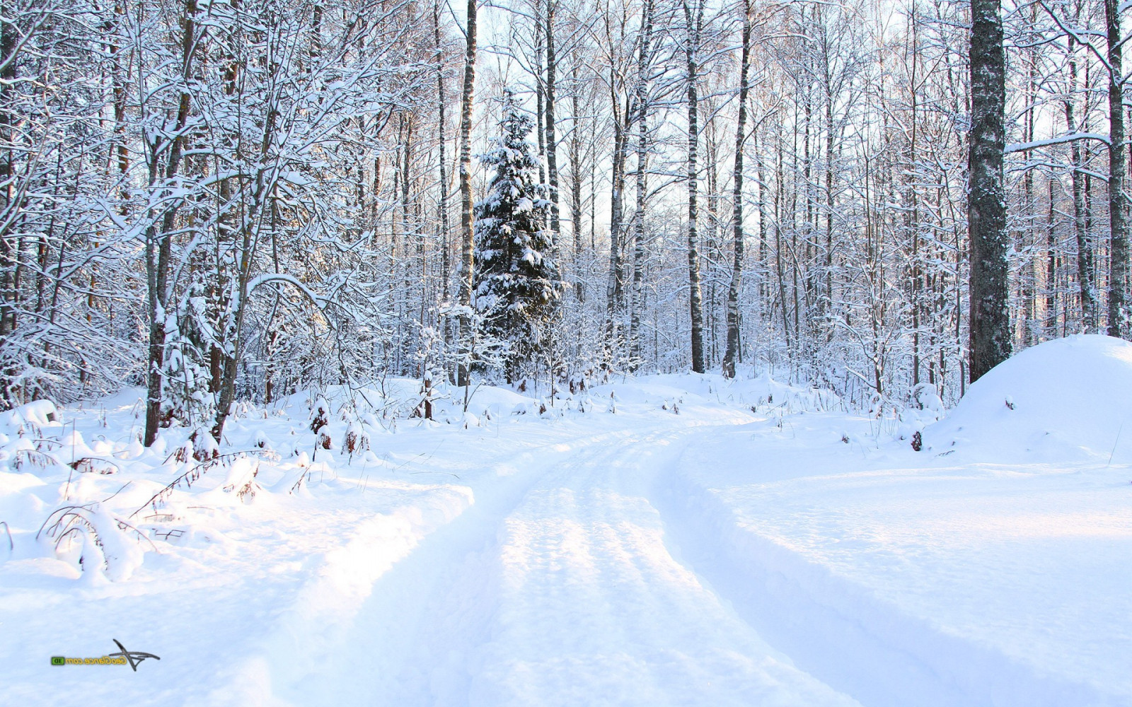 Tapety : 1920x1200 px, krajina, stromy, zima 1920x1200 - wallpaperUp ...