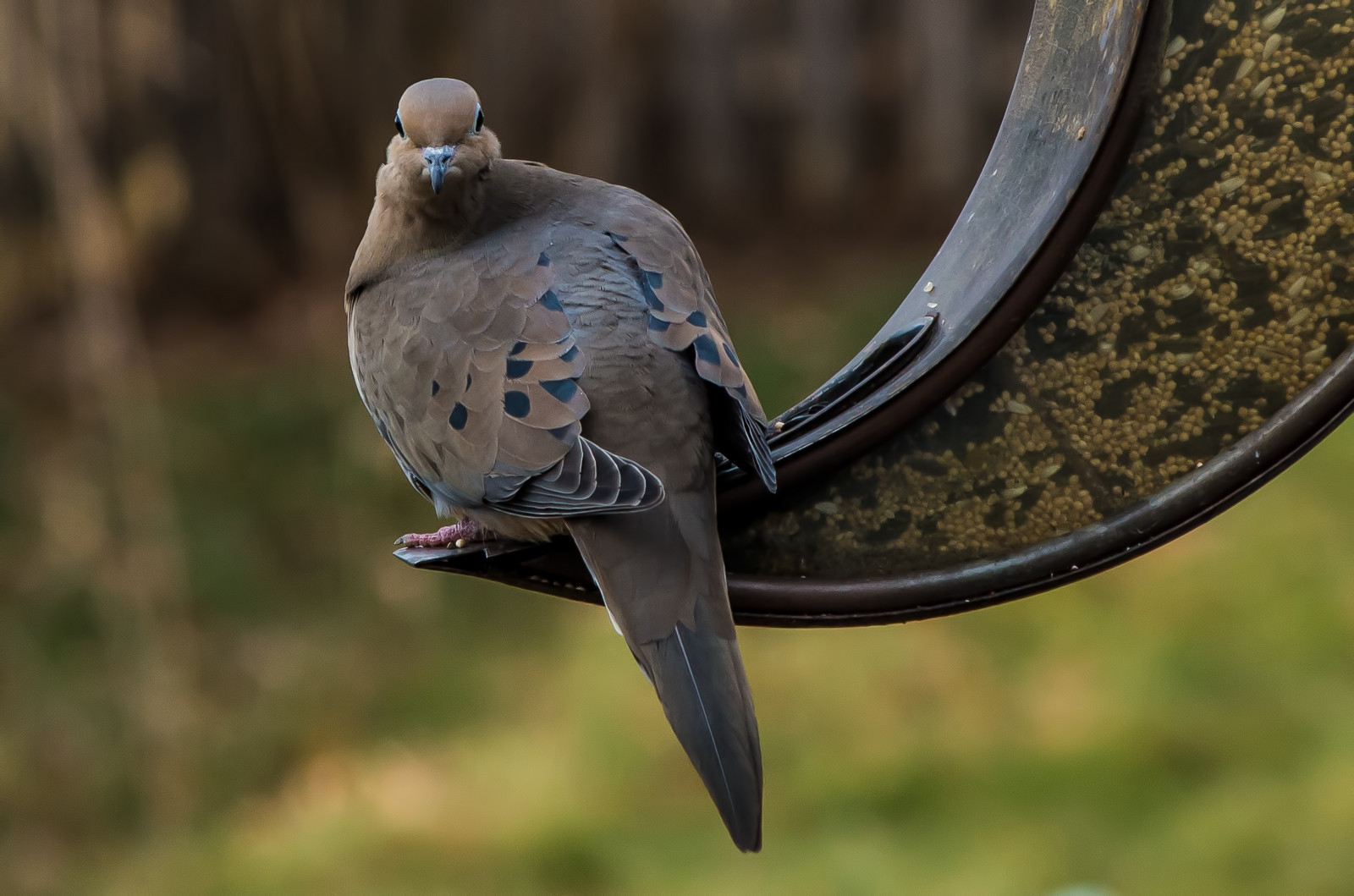 Bakgrundsbilder : fågel, duvor och duvor, fauna, näbb, lager duva ...